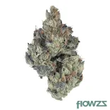 Craft Botanics 30/1 White Runtz zum besten Preis