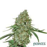 Alien Dawg » Wirkung, Strain Reviews & Preise | flowzz