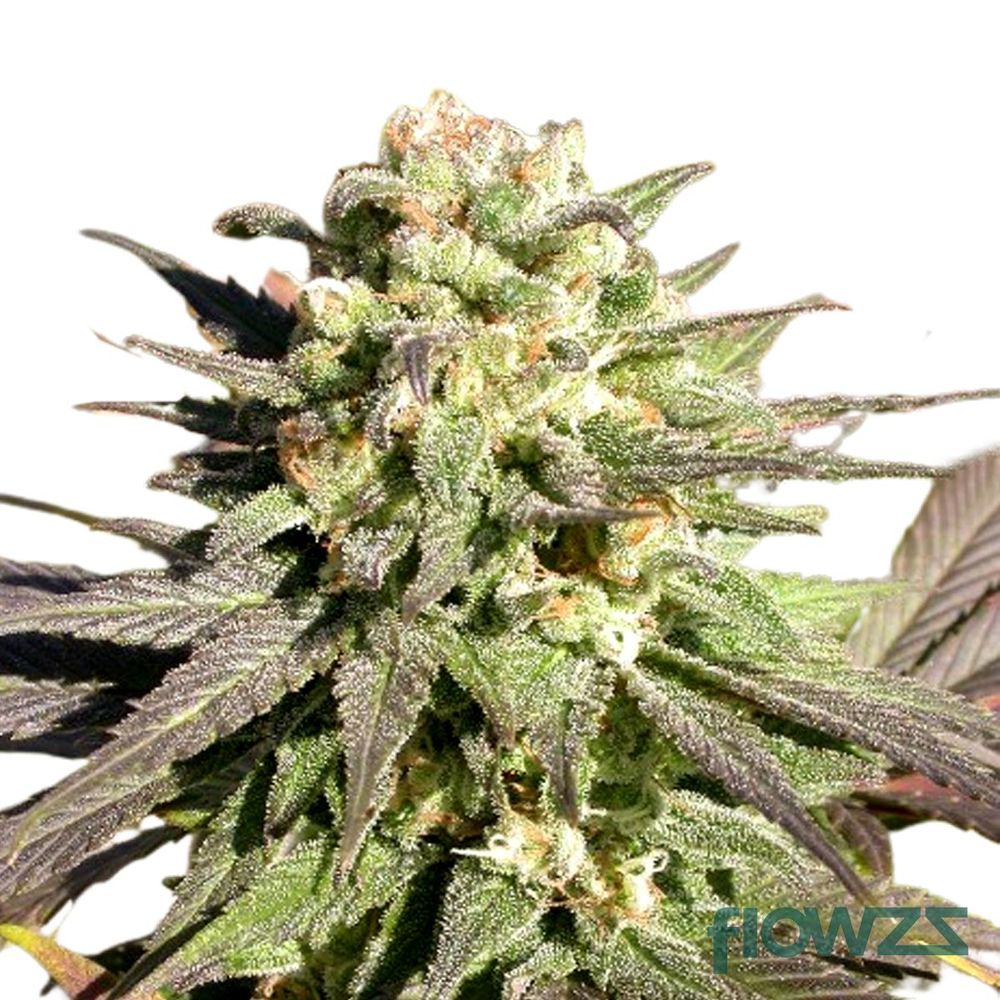 Warlock CBD » Wirkung, Strain Reviews & Preise | flowzz