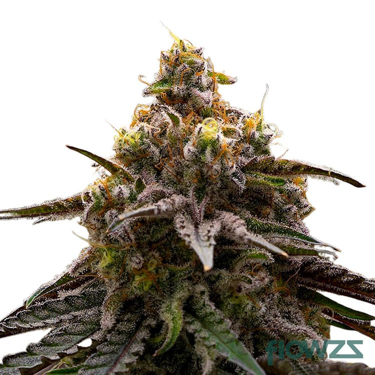 MAC 1 » Wirkung, Strain Reviews & Preise | flowzz