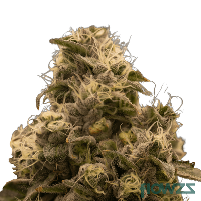 Slurricane Mint » Wirkung, Strain Reviews & Preise | flowzz
