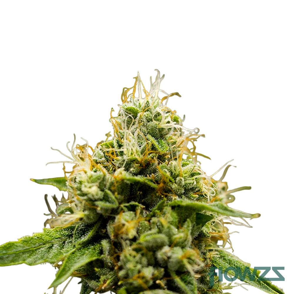 Galaxy Walker OG » Wirkung, Strain Reviews & Preise | flowzz