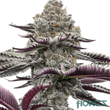 Purple Punch Cookies » Wirkung, Strain Reviews & Preise | flowzz
