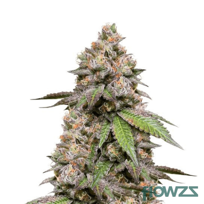 Dank Sinatra » Wirkung, Strain Reviews & Preise | flowzz