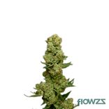 Tally Man » Wirkung, Strain Reviews & Preise | flowzz