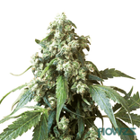 Jack Flash » Wirkung, Strain Reviews & Preise | flowzz