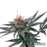 Blue Monkey » Wirkung, Strain Reviews & Preise | flowzz