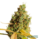 Electric Grapefruit » Wirkung, Strain Reviews & Preise | flowzz