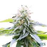 Alien Mints » Wirkung, Strain Reviews & Preise | flowzz