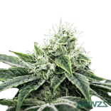 Dawg Bud Fusion » Wirkung, Strain Reviews & Preise | flowzz