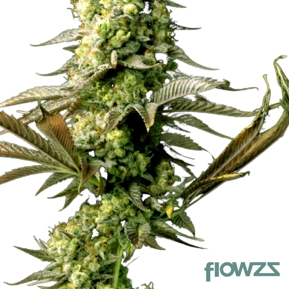 Gelato OG » Wirkung, Strain Reviews & Preise | flowzz