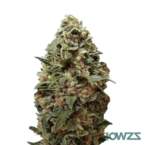 Afghani Skunk » Wirkung, Strain Reviews & Preise | flowzz