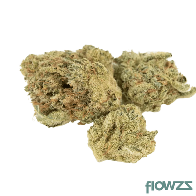 Barongo 26/1 BM Tropic Boom zum besten Preis