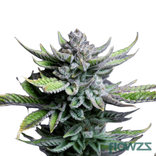 Super Citra G » Wirkung, Strain Reviews & Preise | flowzz