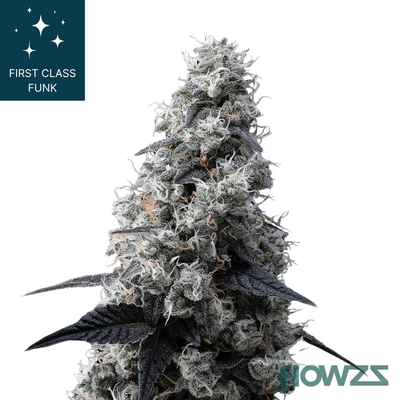 First Class Funk » Wirkung, Strain Reviews & Preise | flowzz