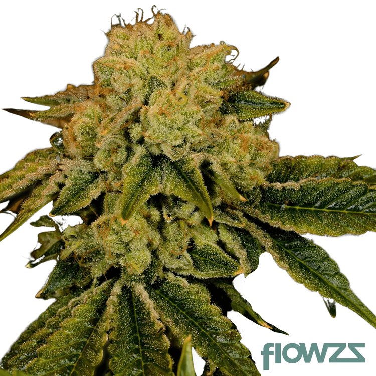 Space Cake » Wirkung, Strain Reviews & Preise | flowzz