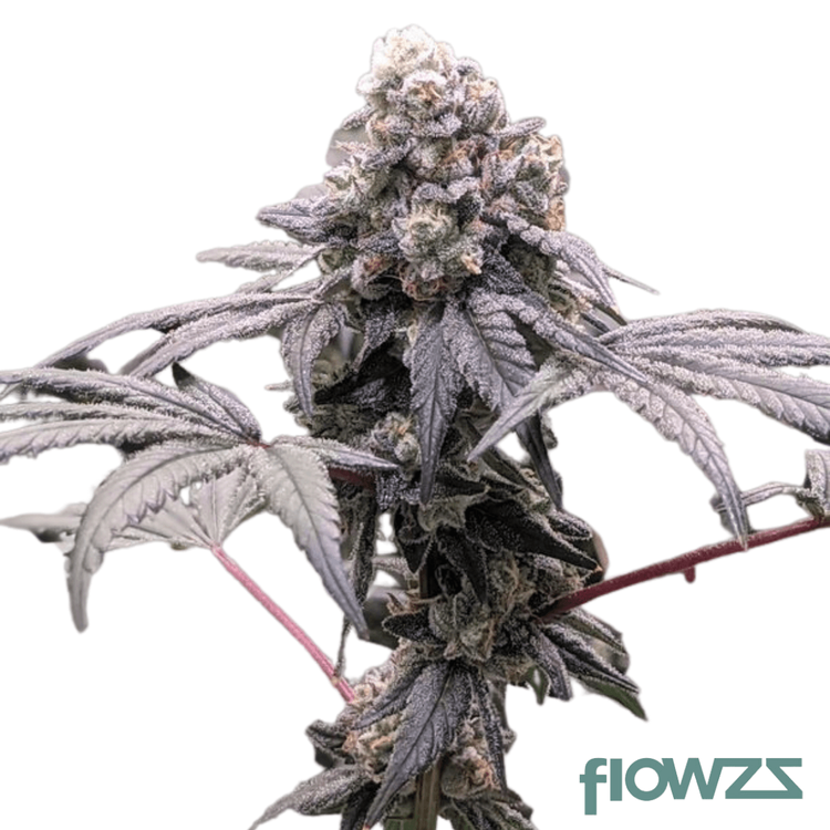 Farm Gas » Wirkung, Strain Reviews & Preise | flowzz
