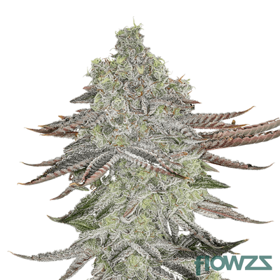 MAC » Wirkung, Strain Reviews & Preise | flowzz