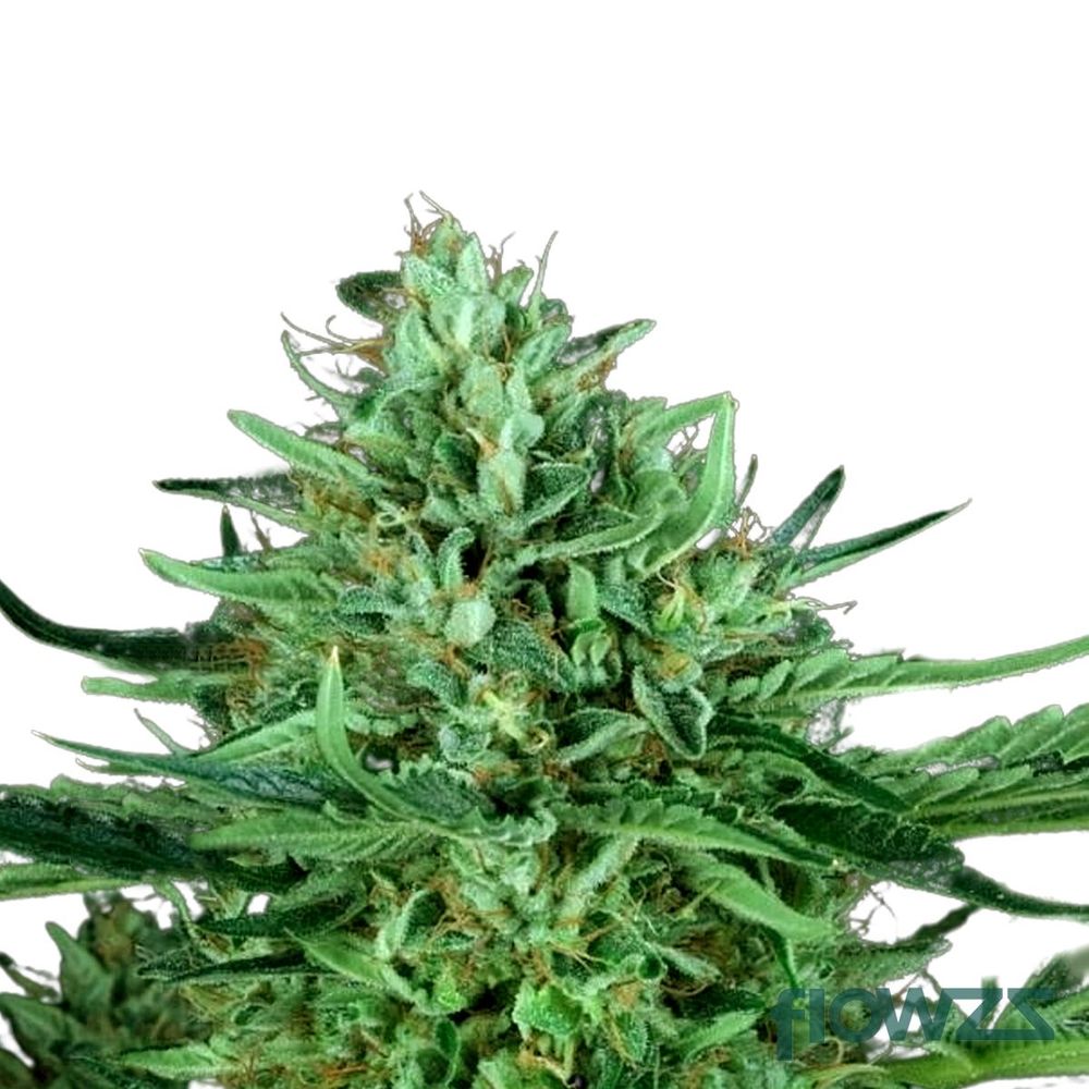Cold Creek Kush » Wirkung, Strain Reviews & Preise | flowzz