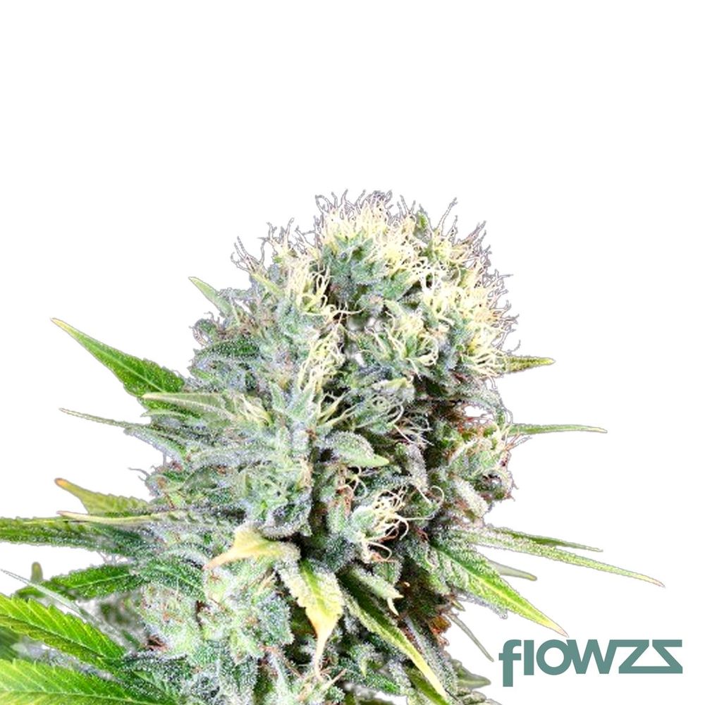 Wappa » Wirkung, Strain Reviews & Preise | flowzz