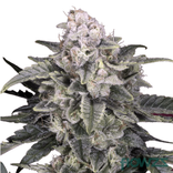 Slurricane » Wirkung, Strain Reviews & Preise | flowzz