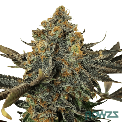Lemon Slushie » Wirkung, Strain Reviews & Preise | flowzz