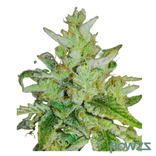 Fiji Sunset » Wirkung, Strain Reviews & Preise | flowzz