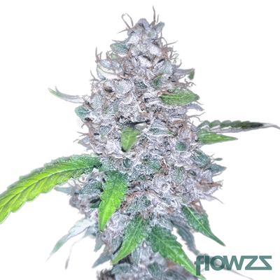 Black Jelly » Wirkung, Strain Reviews & Preise | flowzz