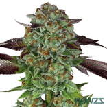 Biscotti Mintz » Wirkung, Strain Reviews & Preise | flowzz