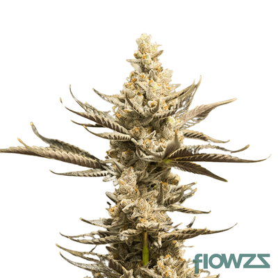 Mandarin Cookies » Wirkung, Strain Reviews & Preise | flowzz