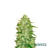 Chemdawg 91 x Captain Krypt OG » Wirkung, Strain Reviews & Preise | flowzz