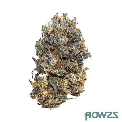 MGF King Bling 26/1 King Bling zum besten Preis