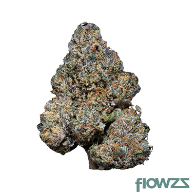 24/1 Amici GB Godberry zum besten Preis