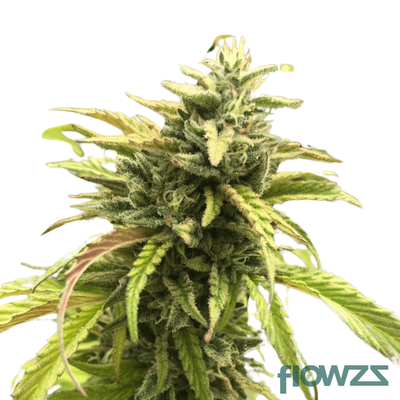 Gas Cake » Wirkung, Strain Reviews & Preise | flowzz