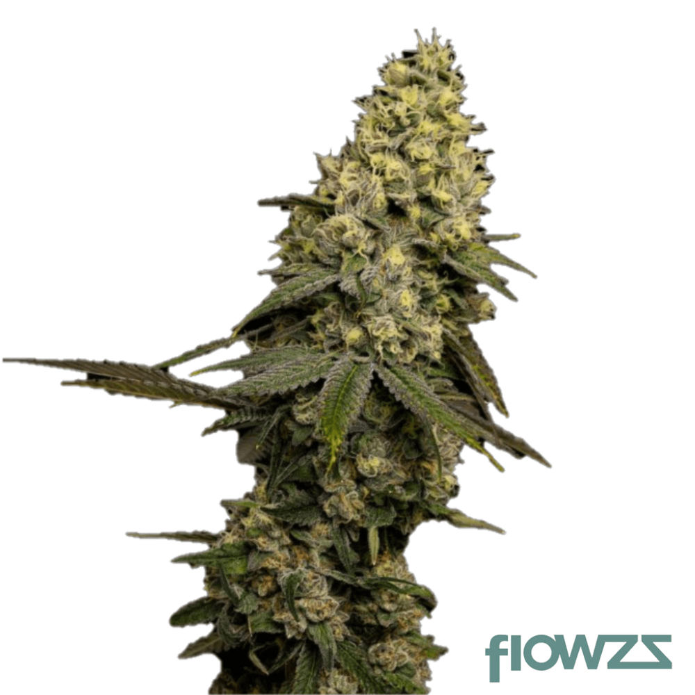 Jungl's Cake » Wirkung, Strain Reviews & Preise | flowzz