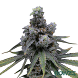 Mac Daddy » Wirkung, Strain Reviews & Preise | flowzz