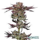 Blueberry Donuts » Wirkung, Strain Reviews & Preise | flowzz