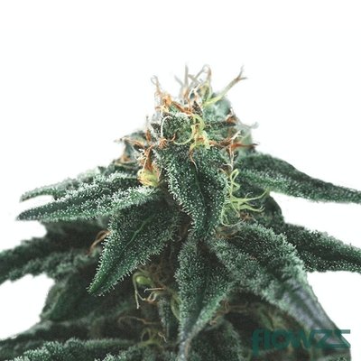 Snowflake » Wirkung, Strain Reviews & Preise | flowzz