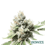 Tangelo Boost » Wirkung, Strain Reviews & Preise | flowzz