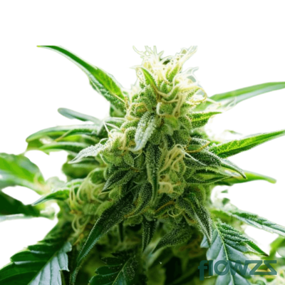 Atomic Apple » Wirkung, Strain Reviews & Preise | flowzz
