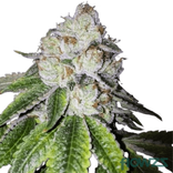 Lemon Tartz » Wirkung, Strain Reviews & Preise | flowzz