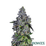 Spritzer » Wirkung, Strain Reviews & Preise | flowzz