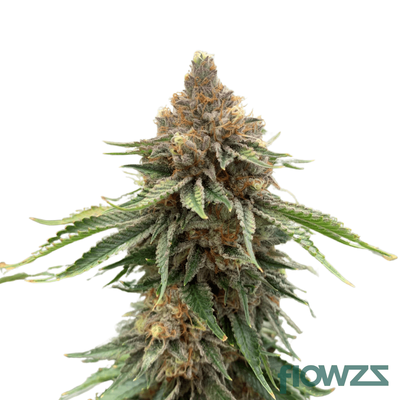 Grapefruit Gift » Wirkung, Strain Reviews & Preise | flowzz