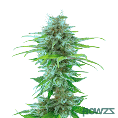 Super Kush » Wirkung, Strain Reviews & Preise | flowzz