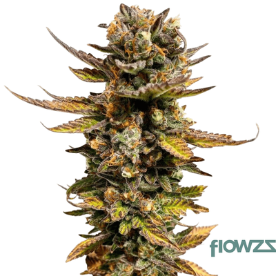 Sour Splash » Wirkung, Strain Reviews & Preise | flowzz