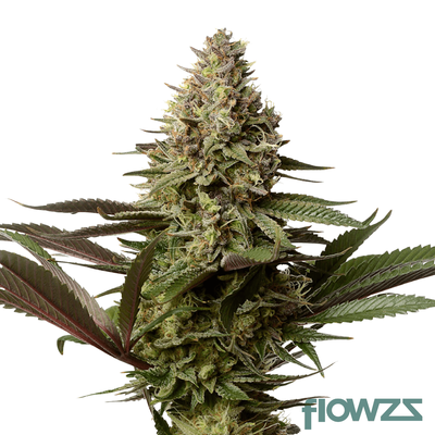 Crazy Hazey » Wirkung, Strain Reviews & Preise | flowzz