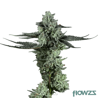 Lemon Cream Cake » Wirkung, Strain Reviews & Preise | flowzz