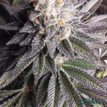 Big Red Beard » Wirkung, Strain Reviews & Preise | flowzz